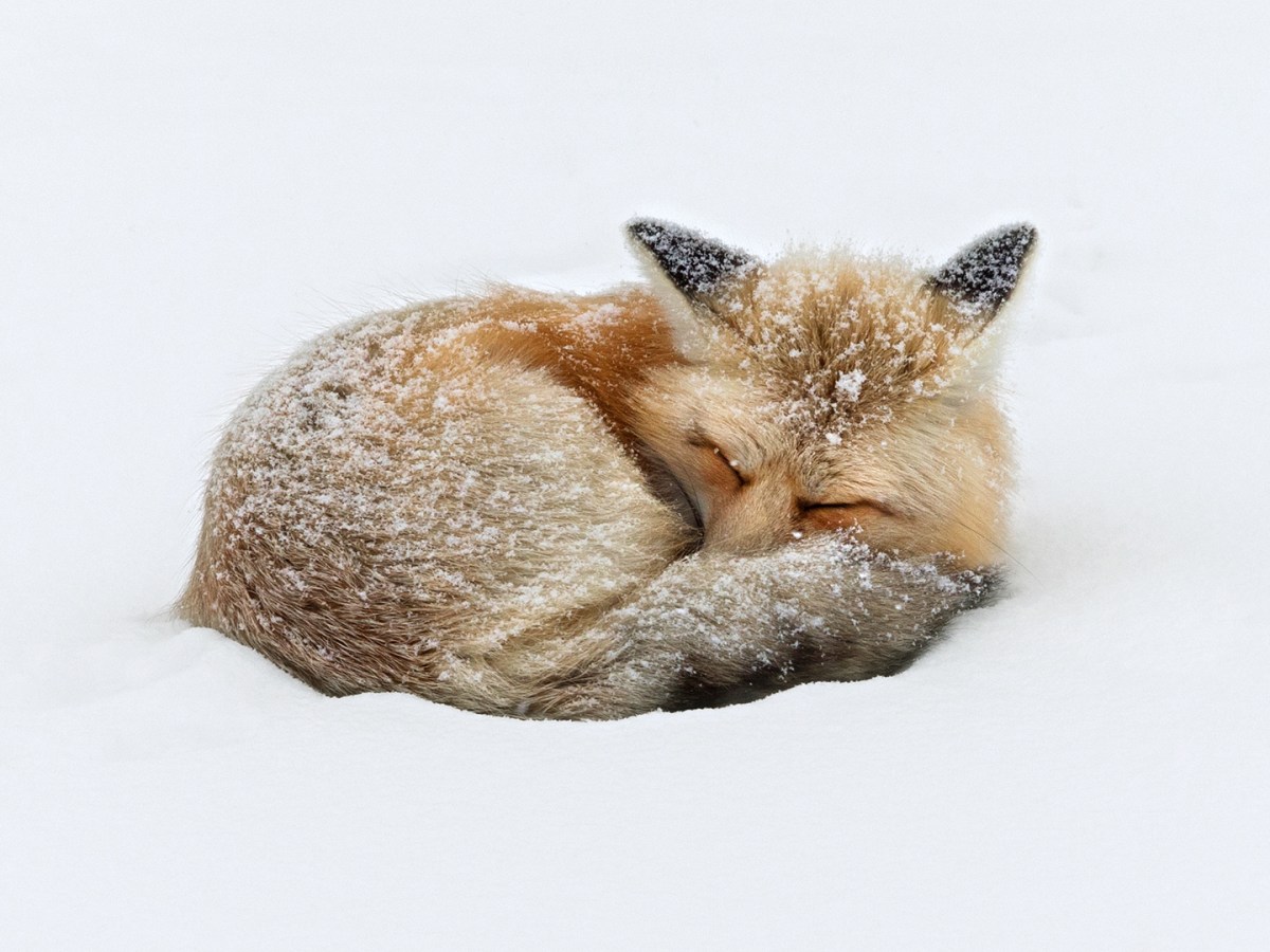 Yellowstone in March