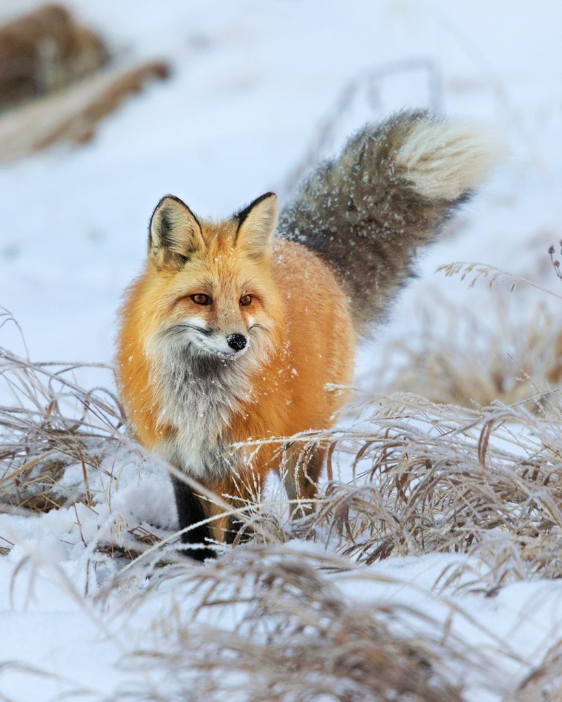 Yellowstone in November