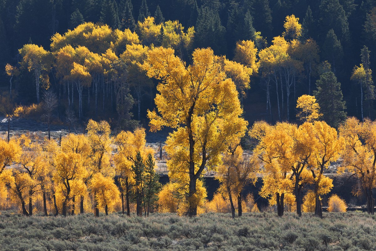 Fall Colors in Yellowstone